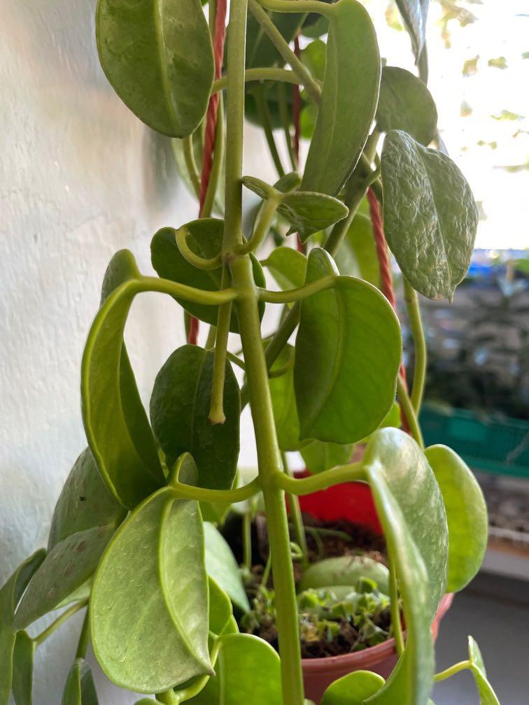Hoya gigas, Furniture & Home Living, Gardening, Plants & Seeds on Carousell