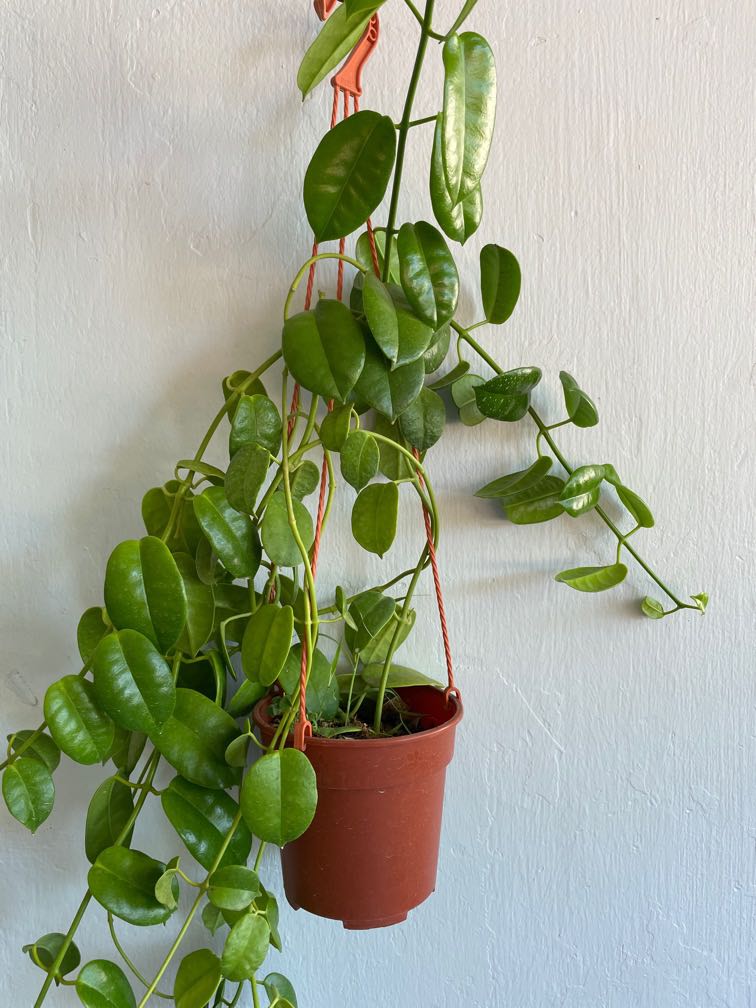 Hoya gigas, Furniture & Home Living, Gardening, Plants & Seeds on Carousell