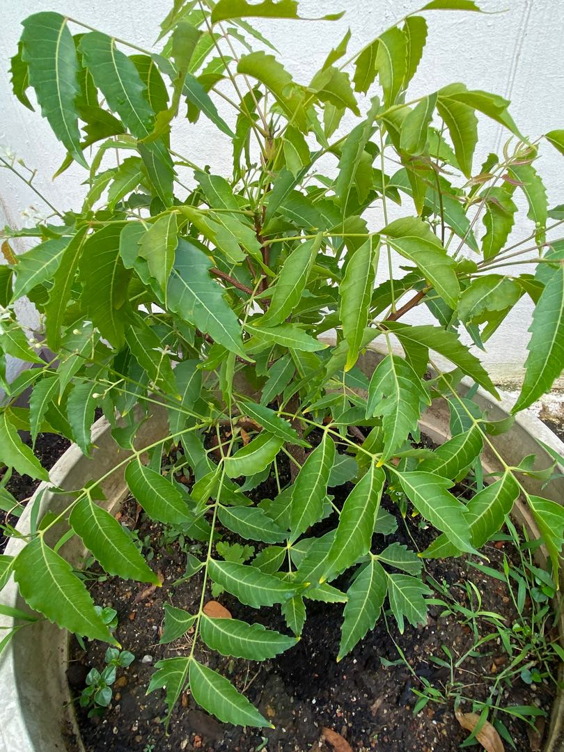Neem plant in pot, Furniture & Home Living, Gardening, Plants & Seeds ...