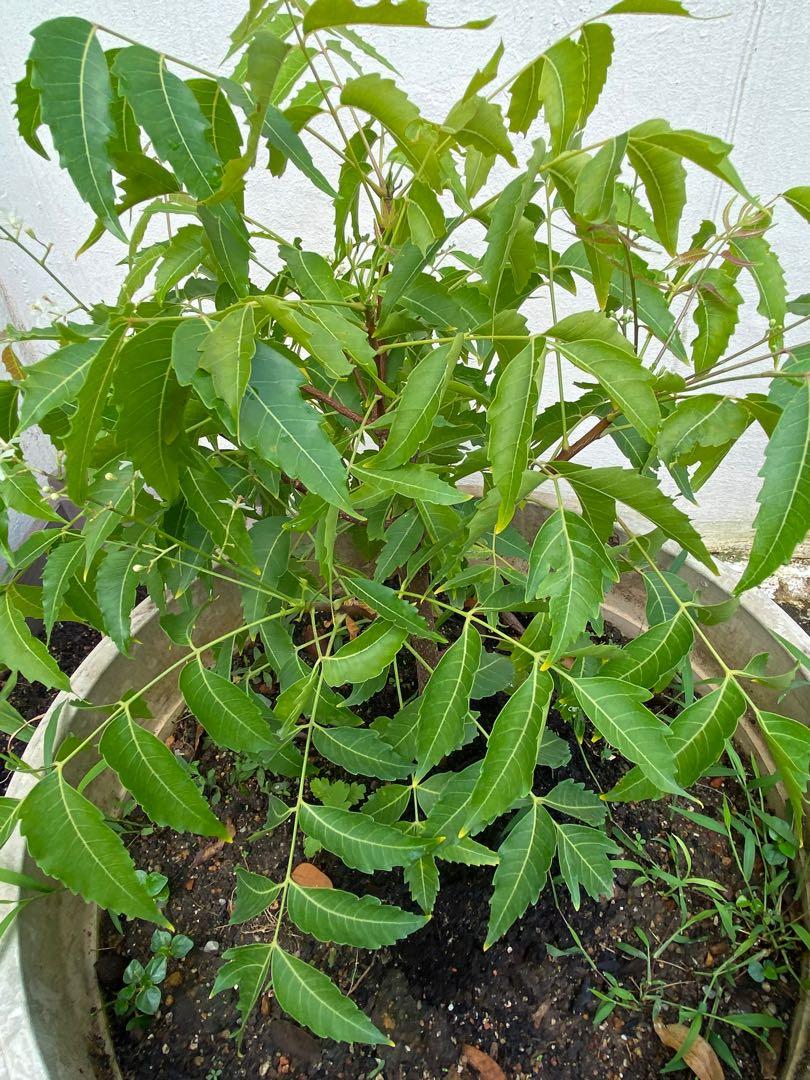 Neem plant in pot, Furniture & Home Living, Gardening, Plants & Seeds ...