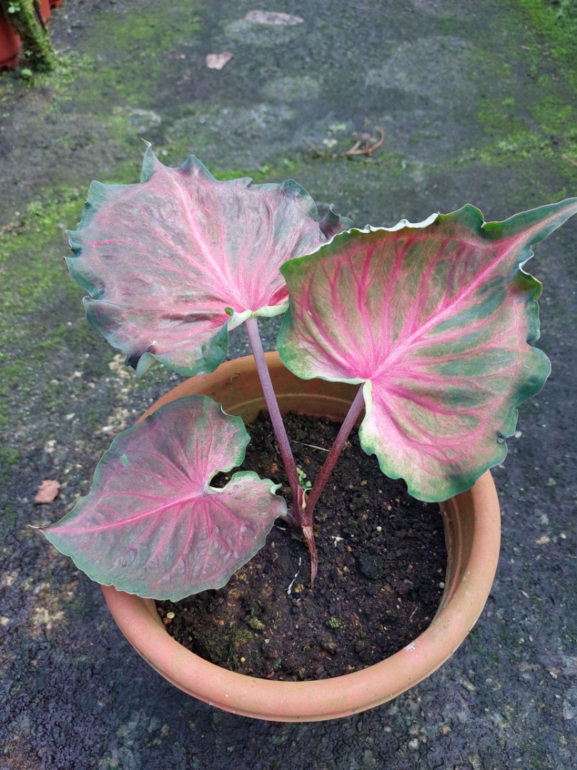 Rare Caladium, Furniture & Home Living, Gardening, Plants & Seeds on ...