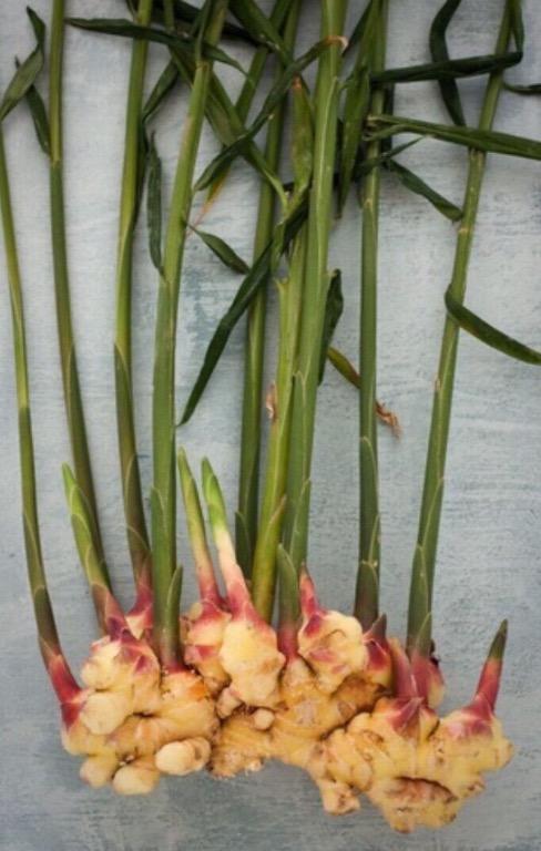 Anak Pokok Halia Bara (Zingiber Offcinale Var Rubrum), Furniture & Home ...