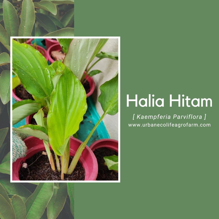 Anak Pokok Halia Hitam (Kaempferia Parviflora), Furniture & Home Living ...