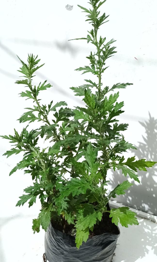 Damong Maria, Furniture & Home Living, Gardening, Plants & Seeds on ...