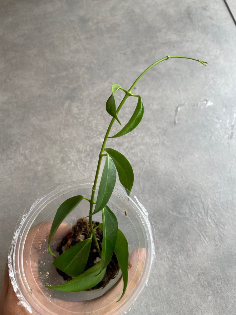 Hoya rubida, Furniture & Home Living, Gardening, Plants & Seeds on ...