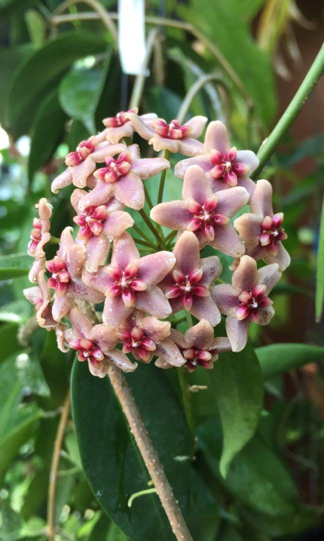 Hoya rubida, Furniture & Home Living, Gardening, Plants & Seeds on ...