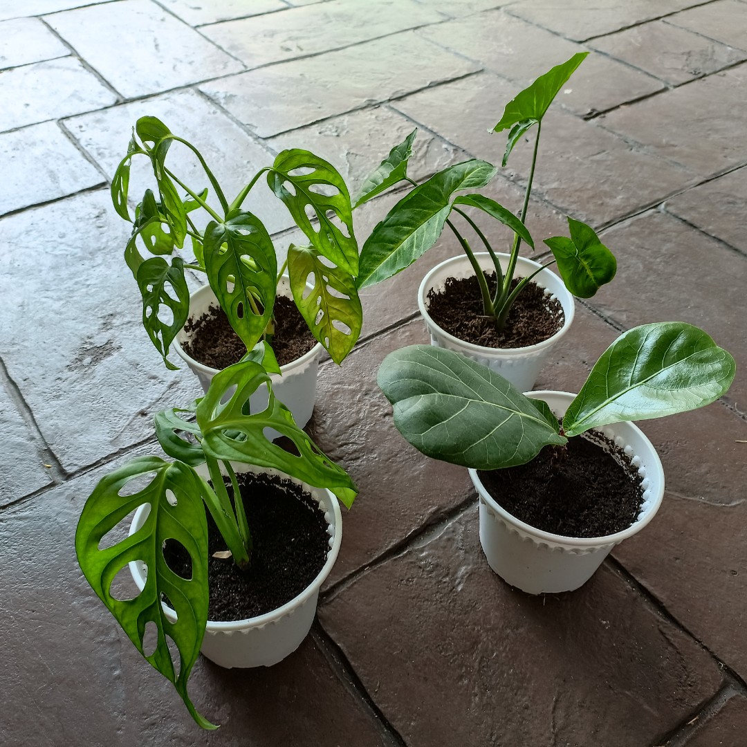 Monstera Adansonii, Ficus Lyrata, Arrowhead plant, Furniture & Home ...