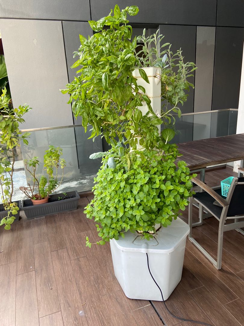 Aero spring Garden set 27 plants, Furniture & Home Living, Gardening ...