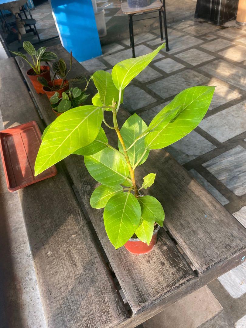 Ficus Altissima Gold, Furniture & Home Living, Gardening, Plants ...