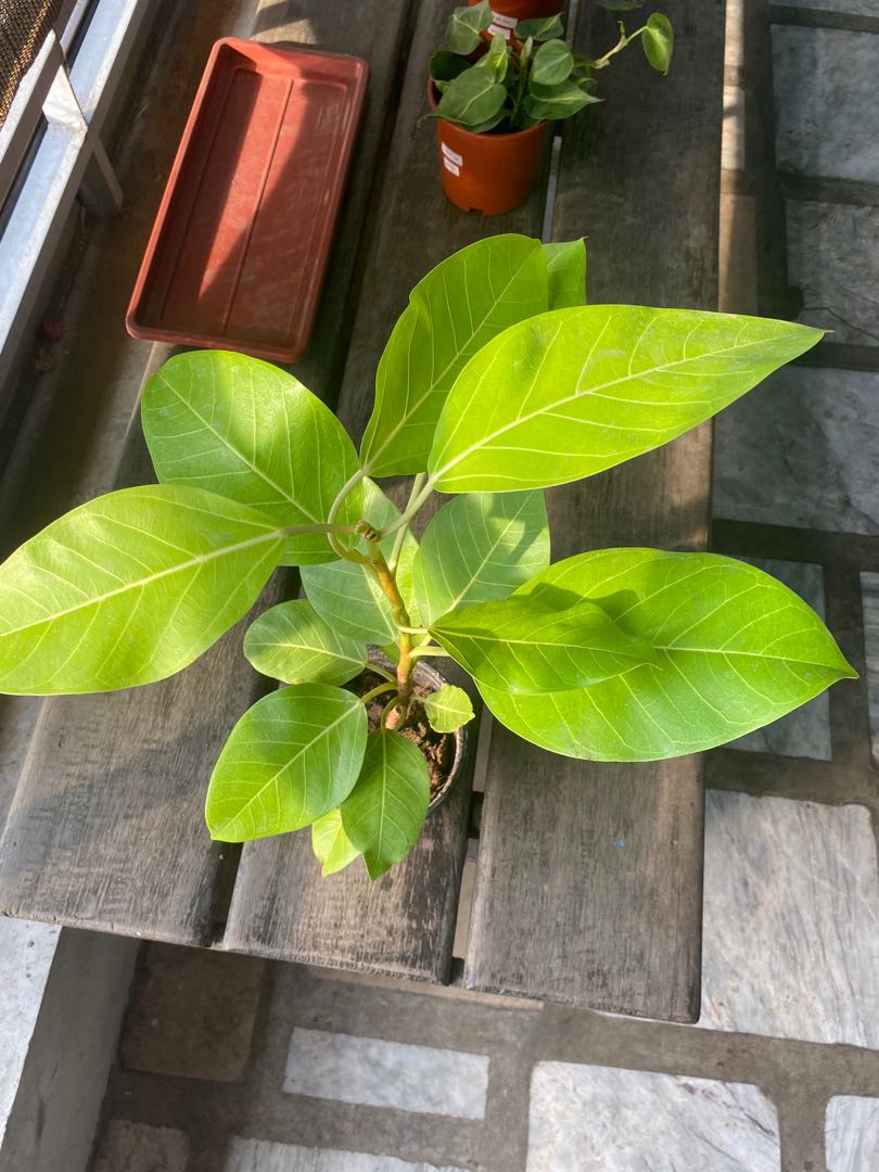 Ficus Altissima Gold, Furniture & Home Living, Gardening, Plants ...