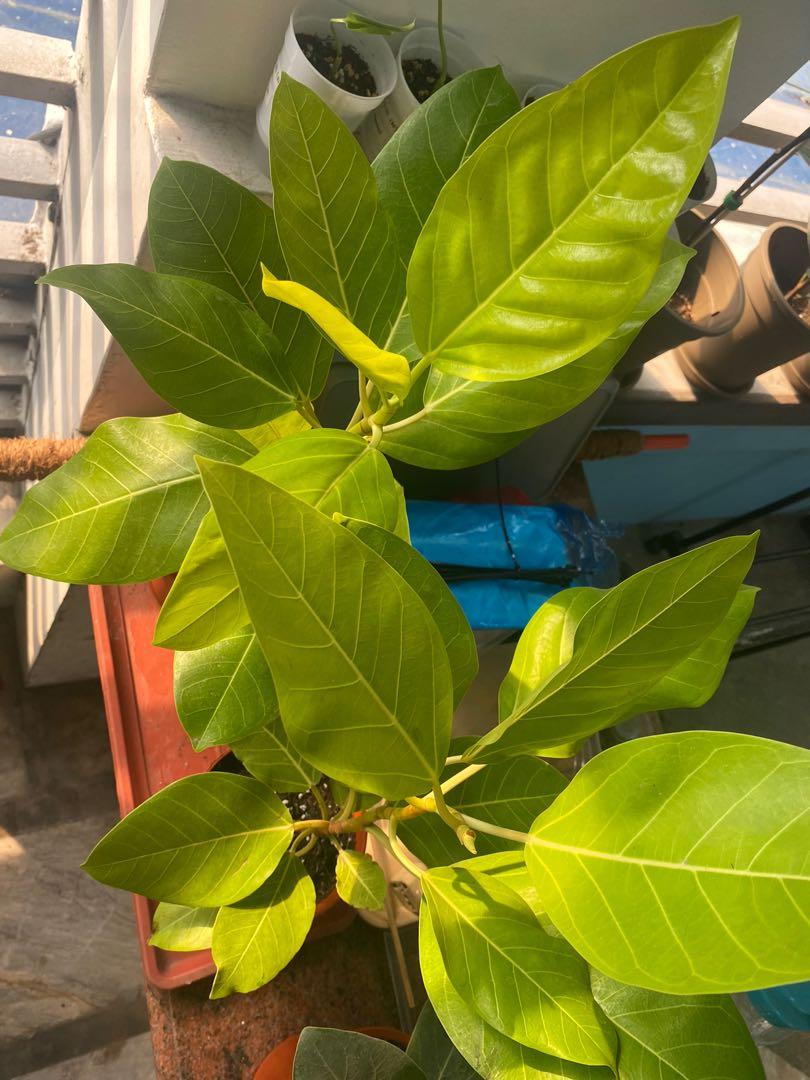 Ficus Altissima Gold, Furniture & Home Living, Gardening, Plants ...