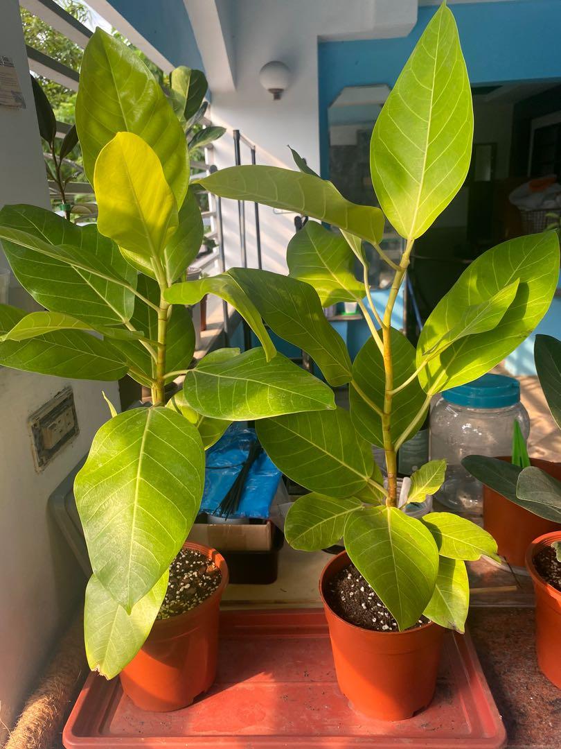 Ficus Altissima Gold, Furniture & Home Living, Gardening, Plants ...