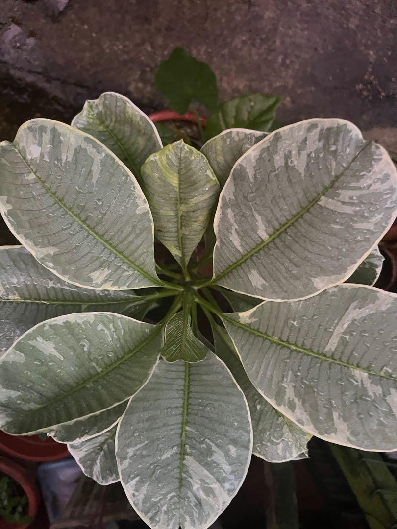 frangipani variegated, Furniture & Home Living, Gardening, Plants ...
