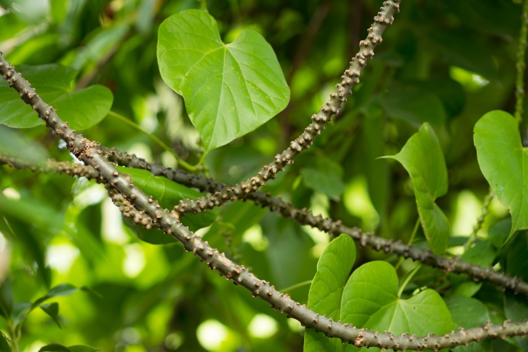 Makabubai|Panyawan cutting plants 12inc. 10cs, Furniture & Home Living ...