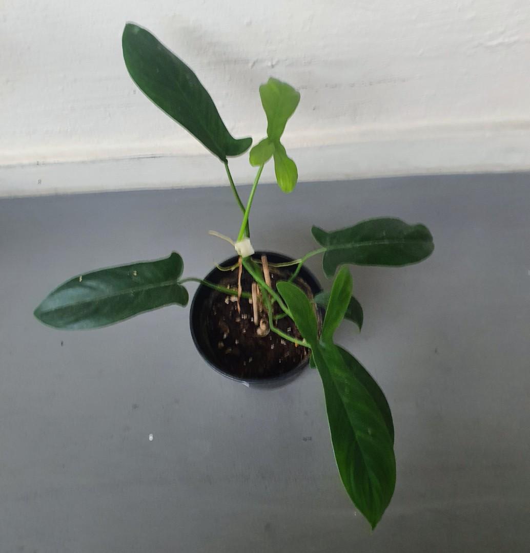 Philodendron 69686, Furniture & Home Living, Gardening, Plants & Seeds ...