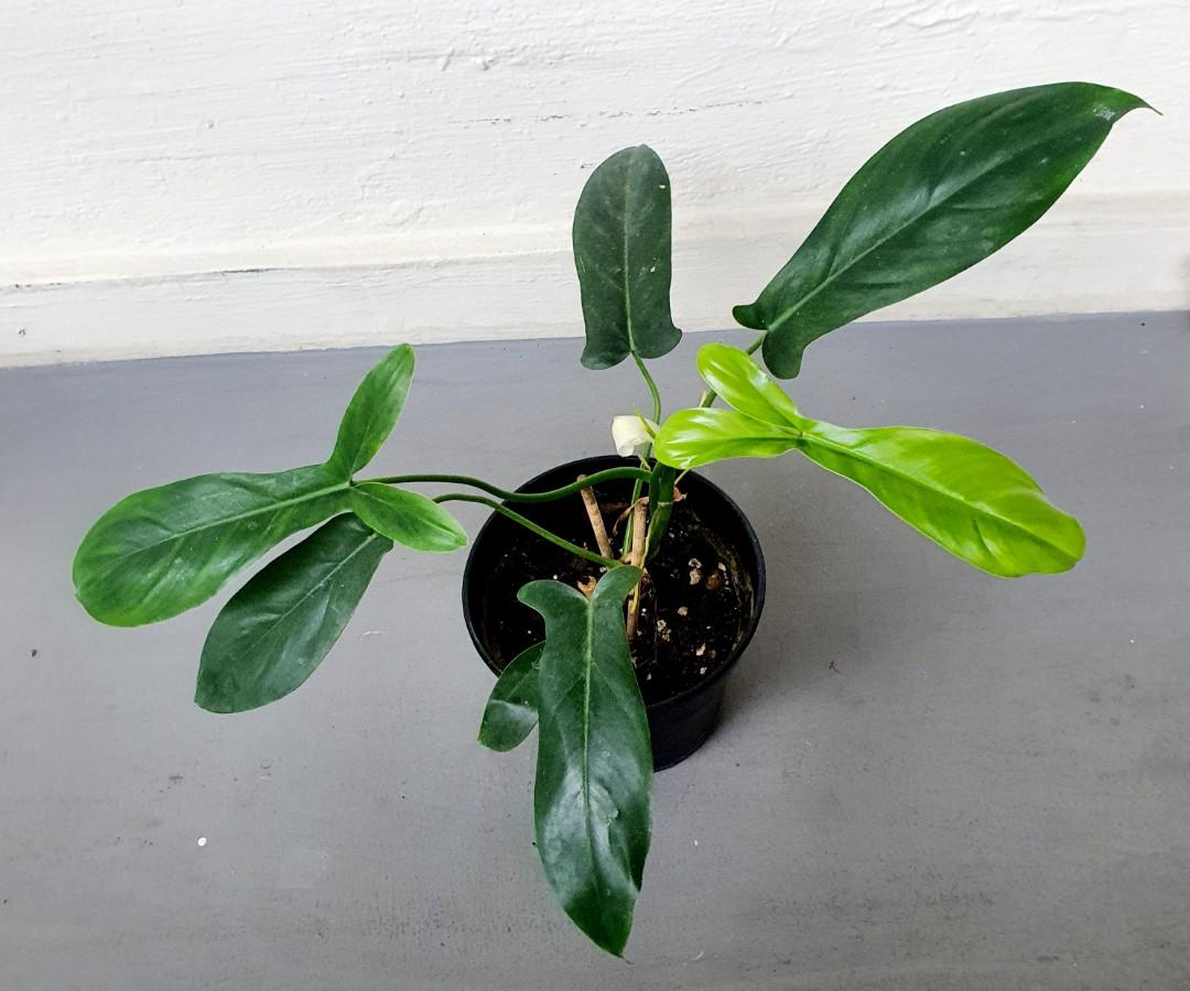 Philodendron 69686, Furniture & Home Living, Gardening, Plants & Seeds ...