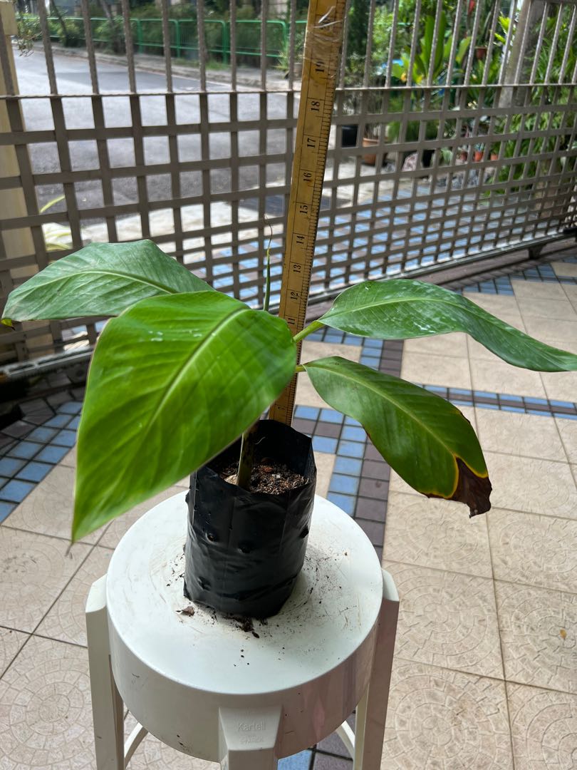 Pisang rajah - king of bananas, Furniture & Home Living, Gardening ...