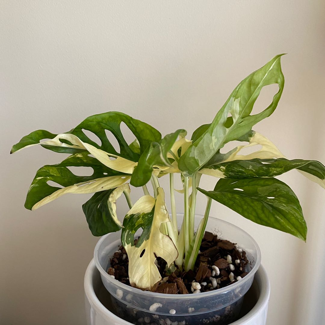 Variegated Monstera Adansonii Albo (Japanese Tri Color), Furniture ...