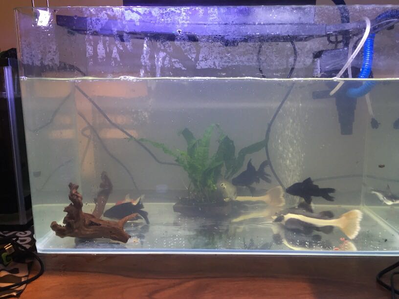 2 FT fish Tank, Pet Supplies, Homes & Other Pet Accessories on Carousell