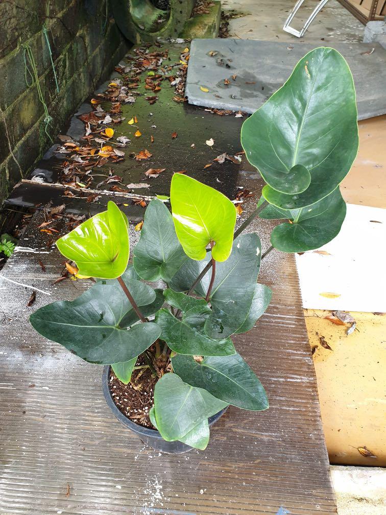 Anthurium arrow, Furniture & Home Living, Gardening, Plants & Seeds on ...