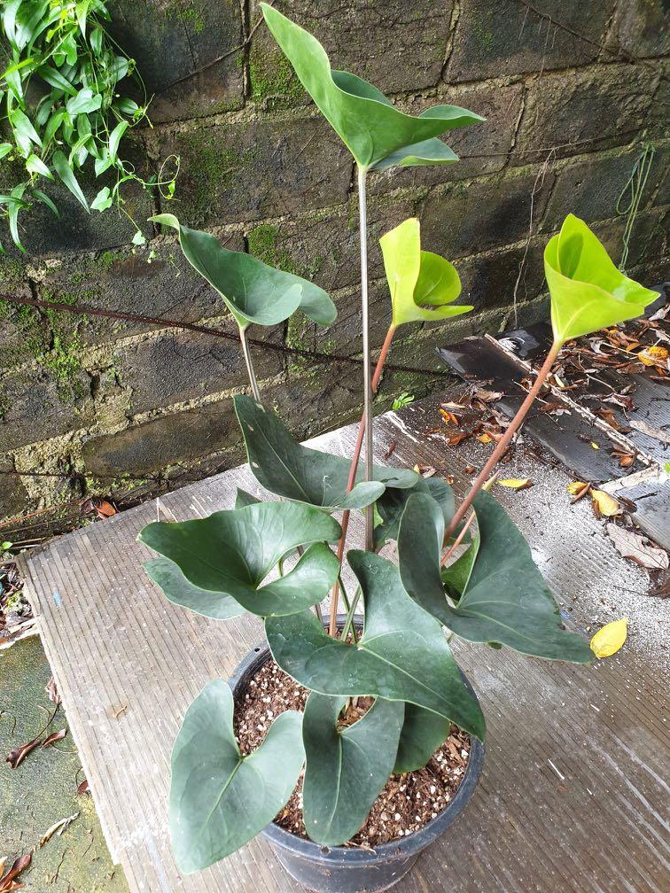 Anthurium arrow, Furniture & Home Living, Gardening, Plants & Seeds on ...