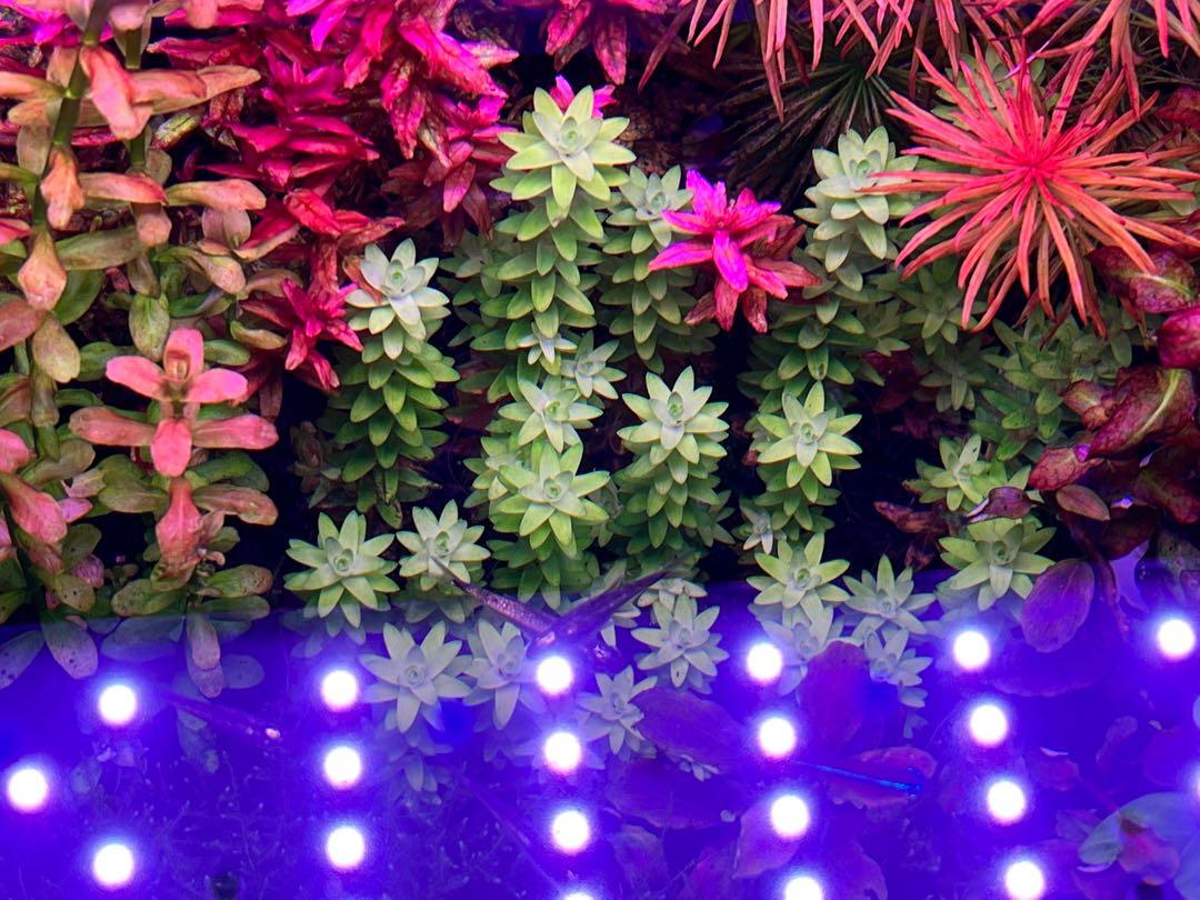 Aquatic plant - Tonina fluviatilis lotus blossom, Furniture & Home ...