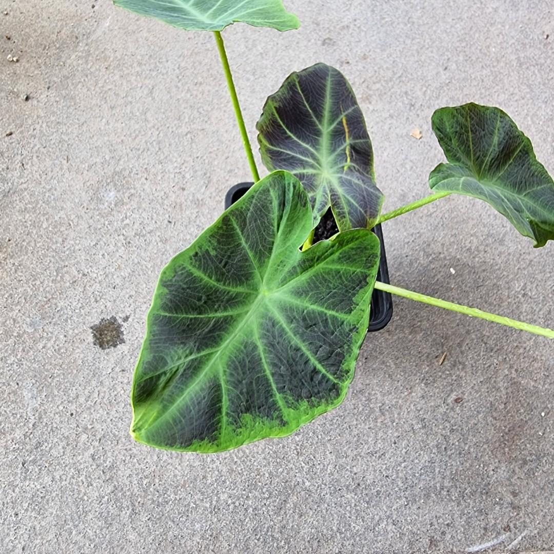 Colocasia illustris, Furniture & Home Living, Gardening, Plants & Seeds ...