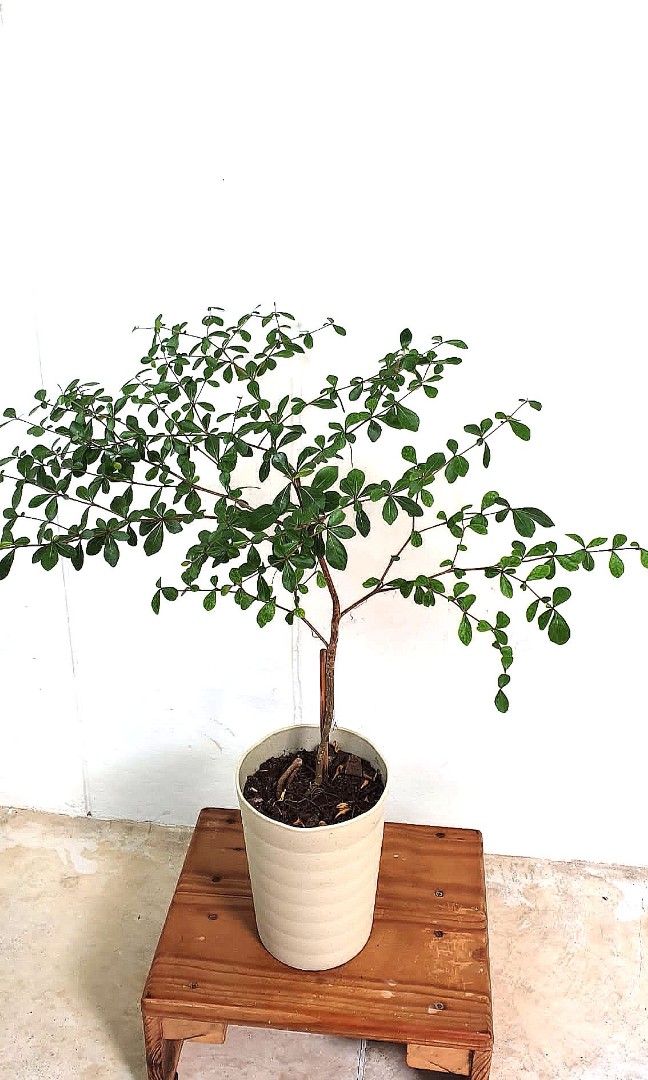 Plant - Umbrella Bonsai (Terminalia Mantaly)., Furniture & Home Living ...