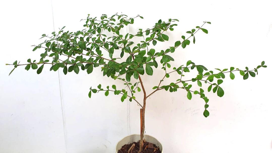 Plant - Umbrella Bonsai (Terminalia Mantaly)., Furniture & Home Living ...