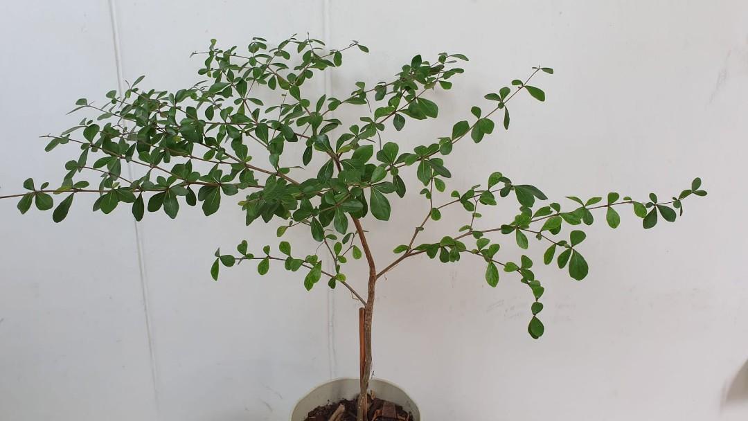 Plant - Umbrella Bonsai (Terminalia Mantaly)., Furniture & Home Living ...