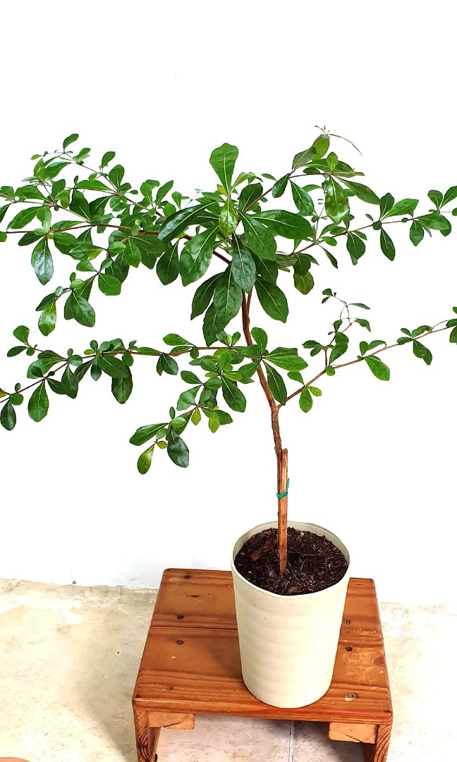Plant - Umbrella Bonsai (Terminalia Mantaly)., Furniture & Home Living ...