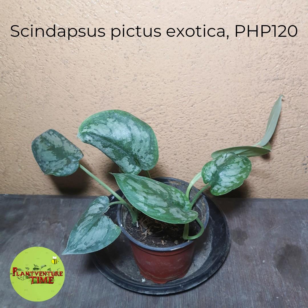 Scindapsus pictus sumatera, Furniture & Home Living, Gardening, Plants ...