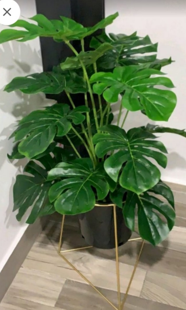 70cm monstera $28 | stand pot $20 | qxpress $10, Furniture & Home ...