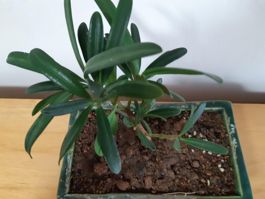 Luo Han Song Podocarpus Pine Bonsai, Furniture & Home Living, Gardening ...