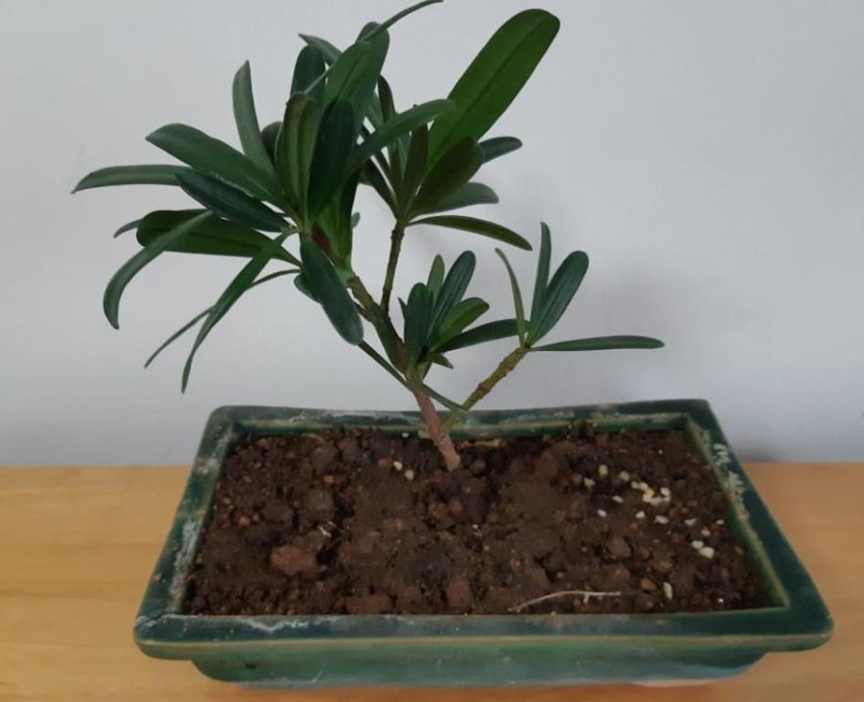 Luo Han Song Podocarpus Pine Bonsai, Furniture & Home Living, Gardening ...