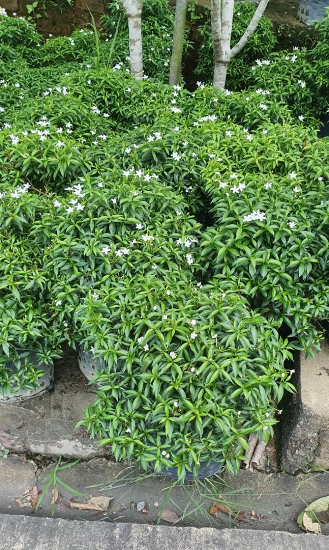 Flowering Plant - Ervatamia / Tabernaemontana Divaricata / East Indian ...