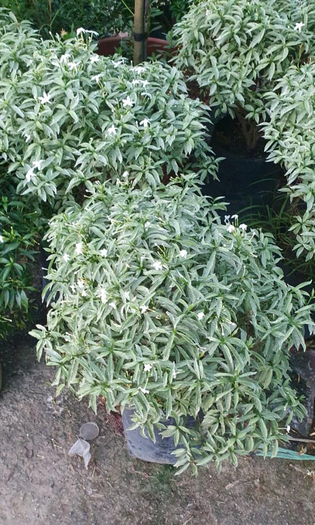 Flowering Plant - Ervatamia / Tabernaemontana Divaricata / East Indian ...