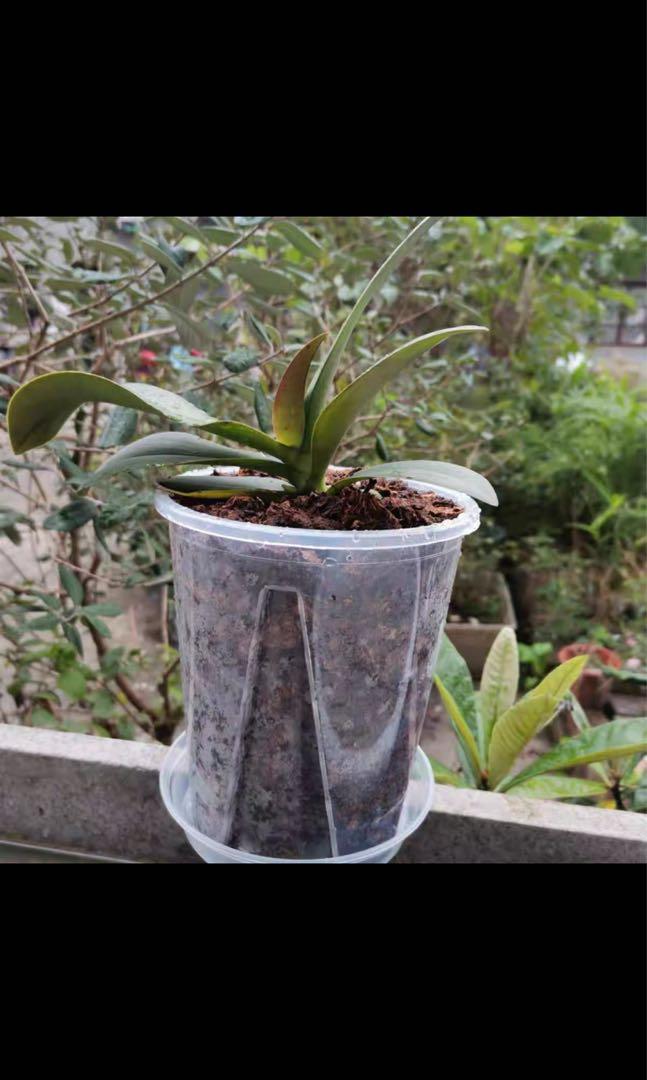 Gro Pro Rooting Pot Clear/Transparent, Furniture & Home Living ...