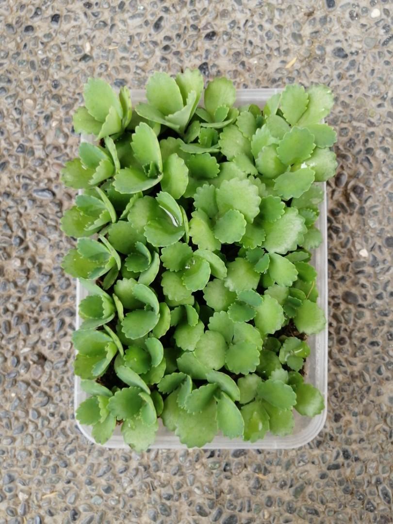 Millionaires Plant (Kataka-taka) Seedlings, Furniture & Home Living ...