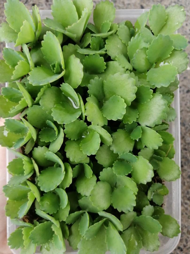 Millionaires Plant (Kataka-taka) Seedlings, Furniture & Home Living ...