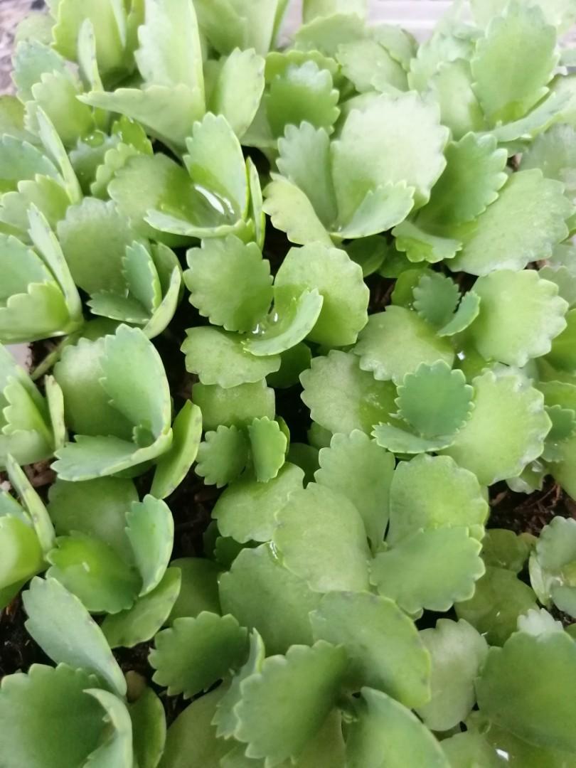 Millionaires Plant (Kataka-taka) Seedlings, Furniture & Home Living ...