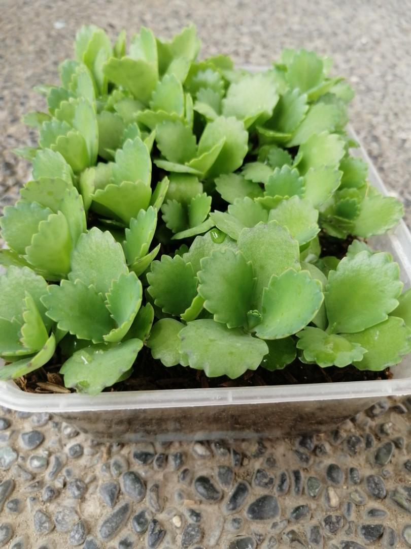 Millionaires Plant (Kataka-taka) Seedlings, Furniture & Home Living ...