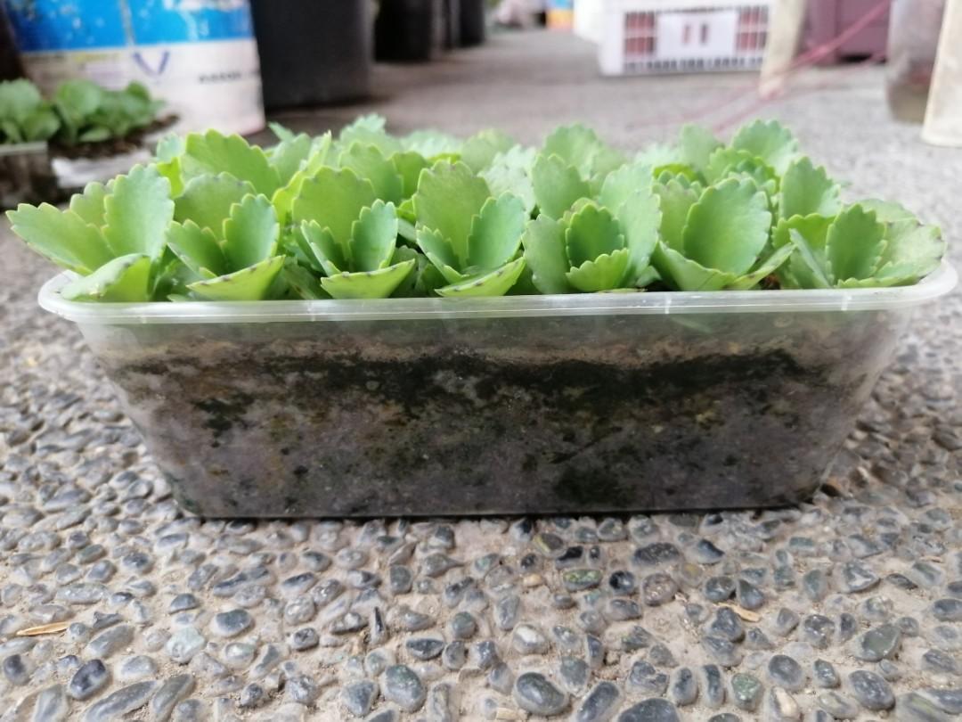 Millionaires Plant (Kataka-taka) Seedlings, Furniture & Home Living ...