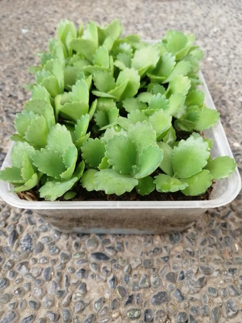 Millionaires Plant (Kataka-taka) Seedlings, Furniture & Home Living ...