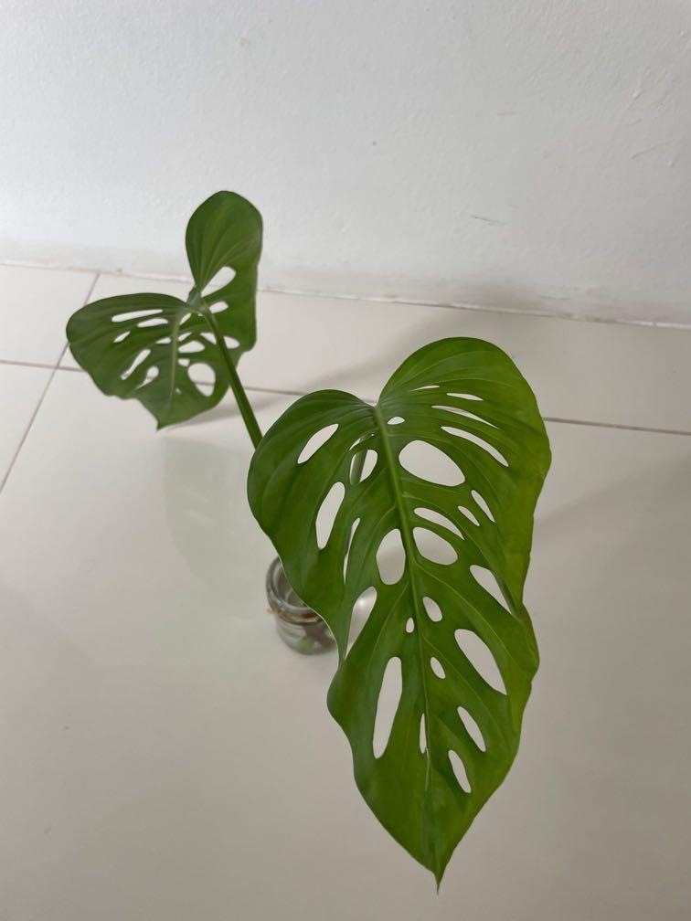 Monstera indanza, Furniture & Home Living, Gardening, Plants & Seeds on ...