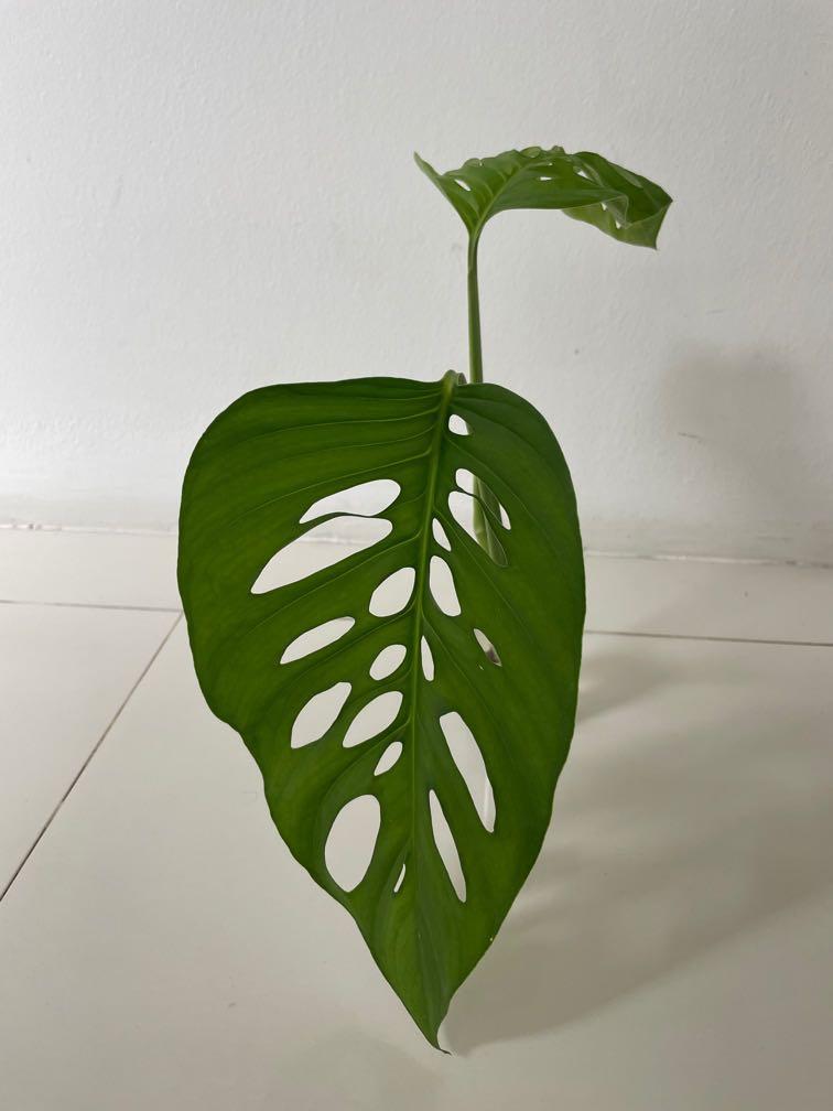 Monstera indanza, Furniture & Home Living, Gardening, Plants & Seeds on ...