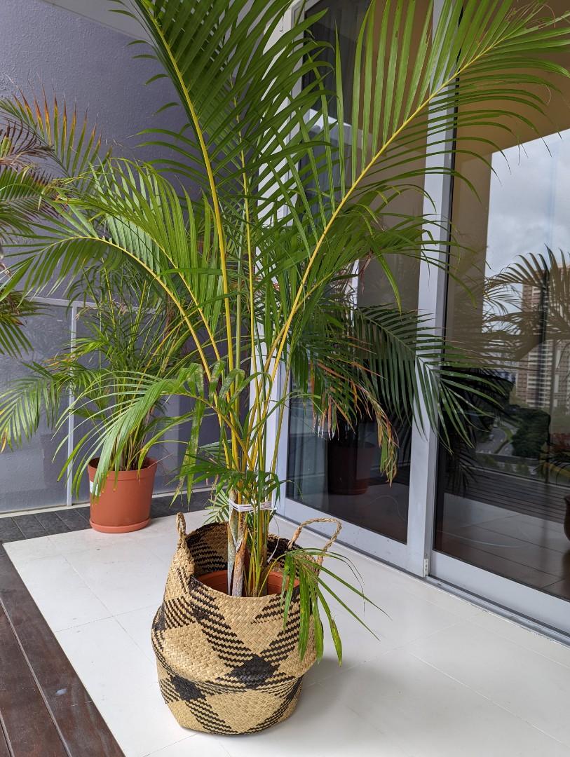 Palm tree and straw pot holder, Furniture & Home Living, Gardening ...