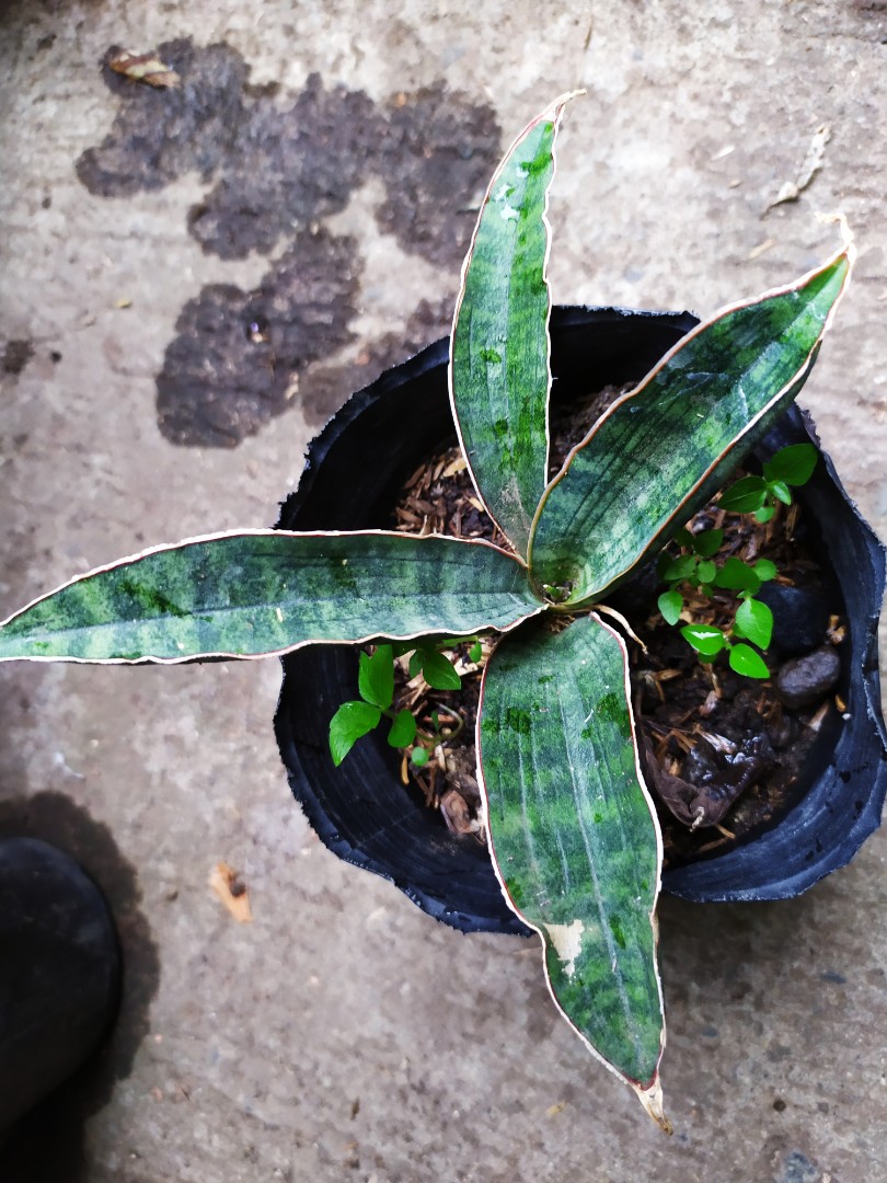 Sansevieria Hallii Blue Bat Rosette Snake Plant RARE, Furniture & Home ...