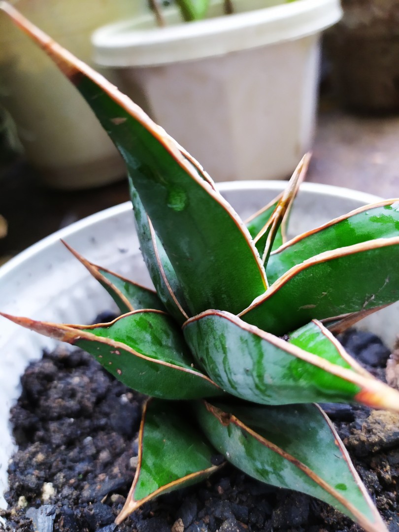 Sansevieria Pinguicula Walking Sansevieria Snake Plant, Furniture ...