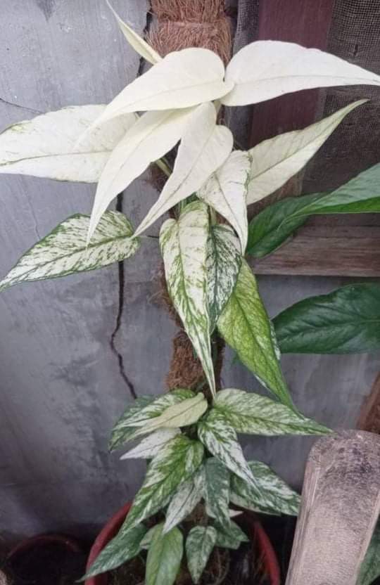 Cebu Blue Variegated 'Ghost', Furniture & Home Living, Gardening ...